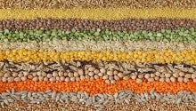 Lectins • The Nutrition Source