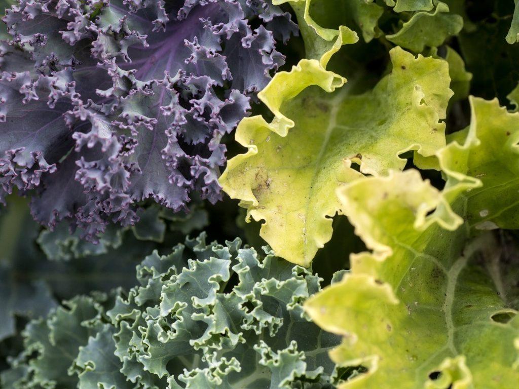 Kale • The Nutrition Source