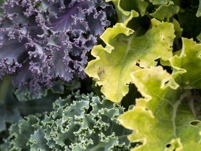 Kale • The Nutrition Source