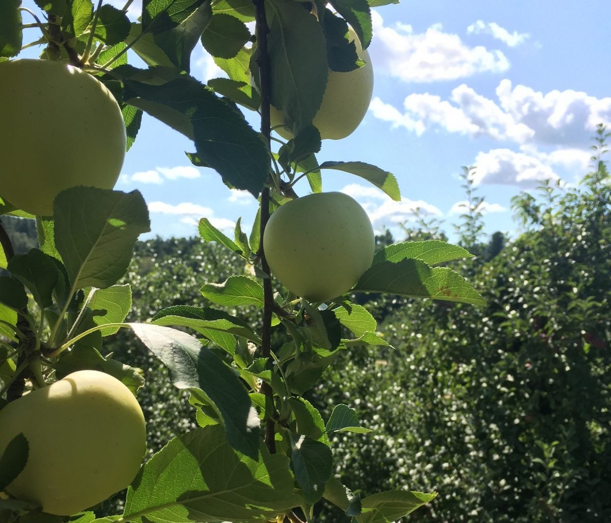 Apples - The Nutrition Source