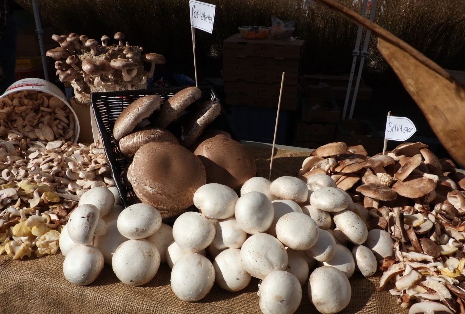 Mushrooms • The Nutrition Source